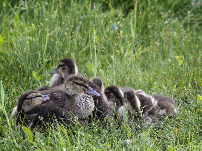 A Group of Ducklings on the Grass Stock Image - Image of ducks, cute ...