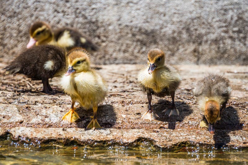 Group of Ducklings Near Warter. Stock Image - Image of followers ...