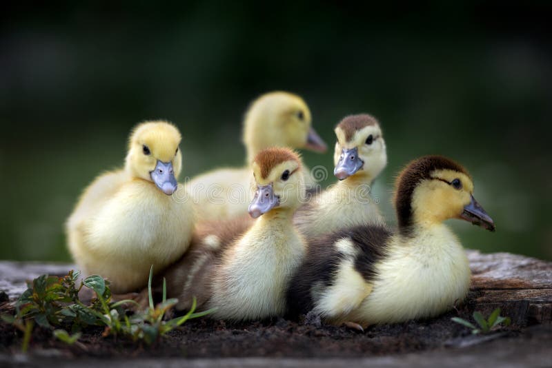Group of Ducklings Outdoors in Spring Stock Image - Image of nature ...