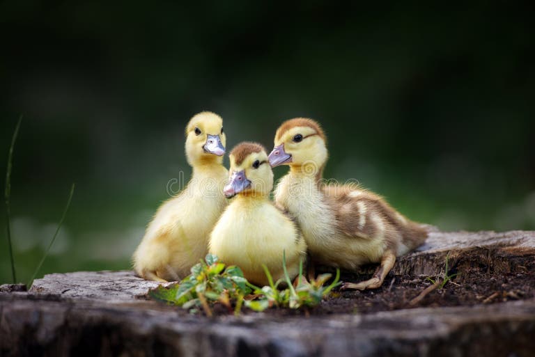 Group of Ducklings Outdoors in Spring Stock Photo - Image of quack ...