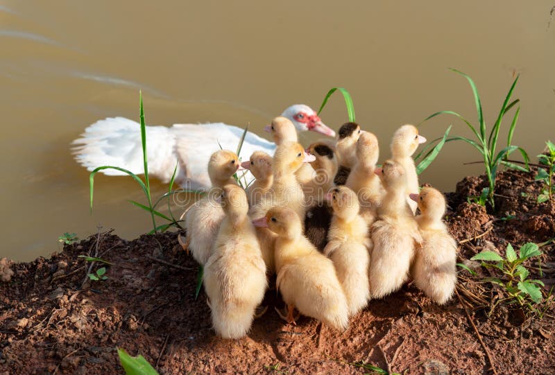 Group of Ducklings Posing Outdoors, Stock Photo - Image of fluffy ...