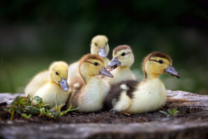 Group of Ducklings Posing Outdoors in Summer Stock Image - Image of ...
