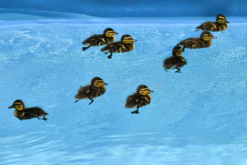 Group of Ducklings Swim in the Pool, One of Them Swims in the Other ...