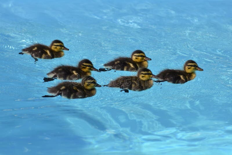 Group of Ducklings Swim in the Pool Stock Photo - Image of pool, mother ...