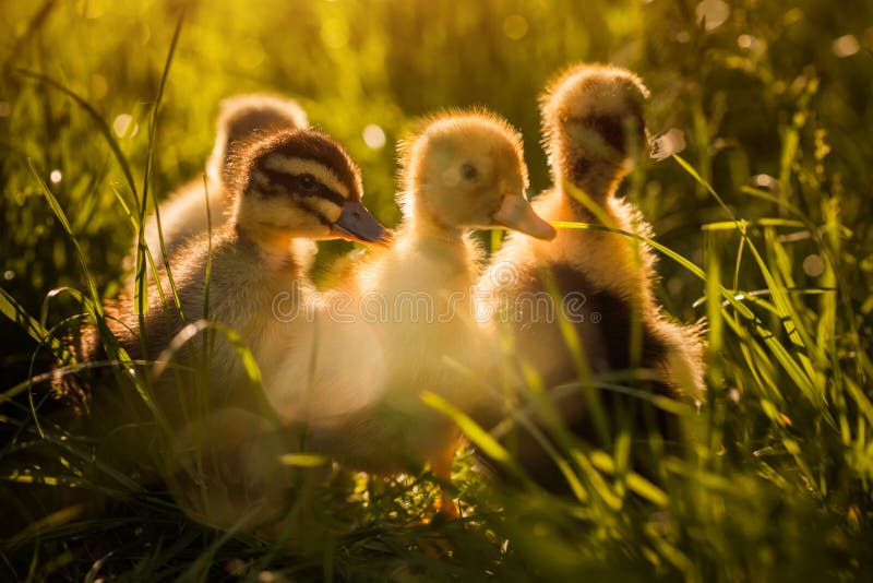 Group of Ducklings Walking in the Grass Stock Photo - Image of park ...