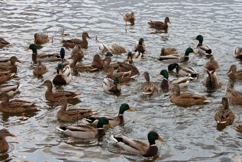 Group of Ducks on Blue Water Background, Horizontal View. Stock Photo ...