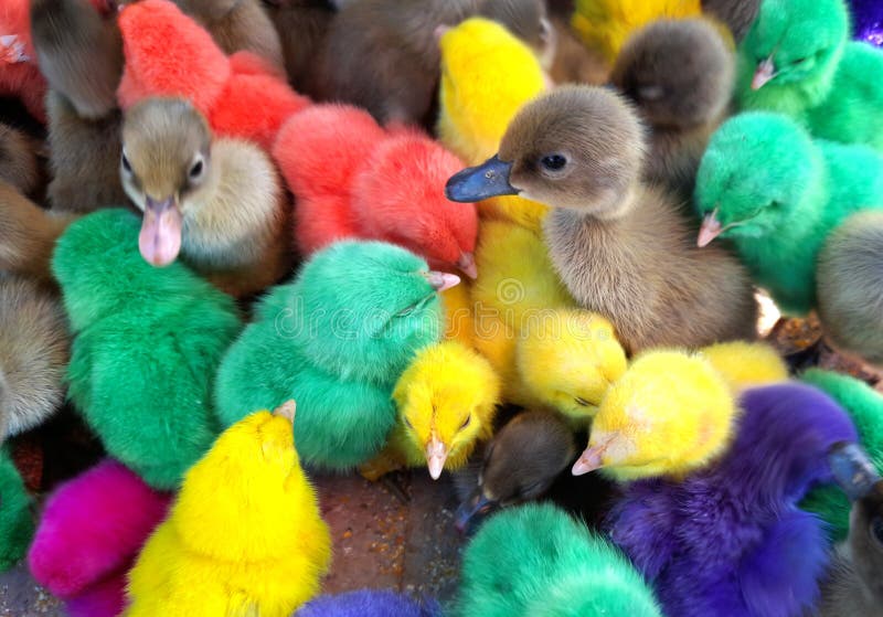 Group of ducks on the cage stock photo. Image of element - 310199602