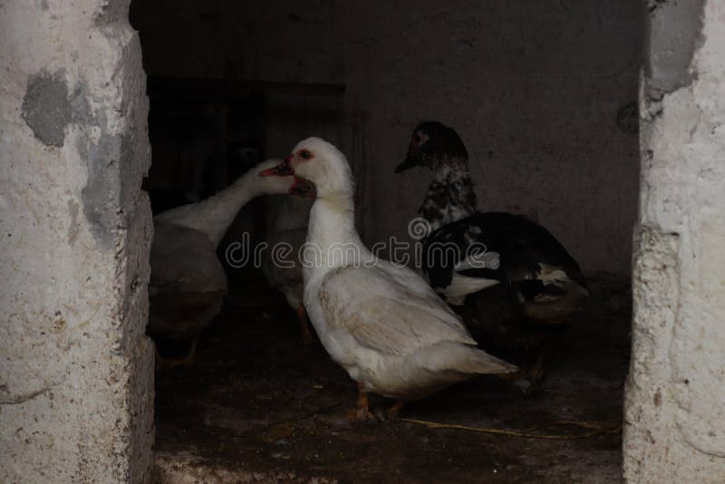 Group of Ducks Caught in a Local Duck Pond Stock Image - Image of green ...