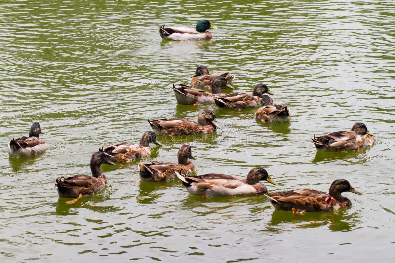 Group of Ducks stock image. Image of brown, youngster - 50743787