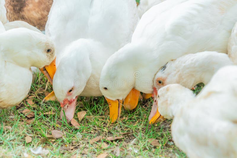 Group of Ducks Eating Food on the Ground Stock Photo - Image of ...