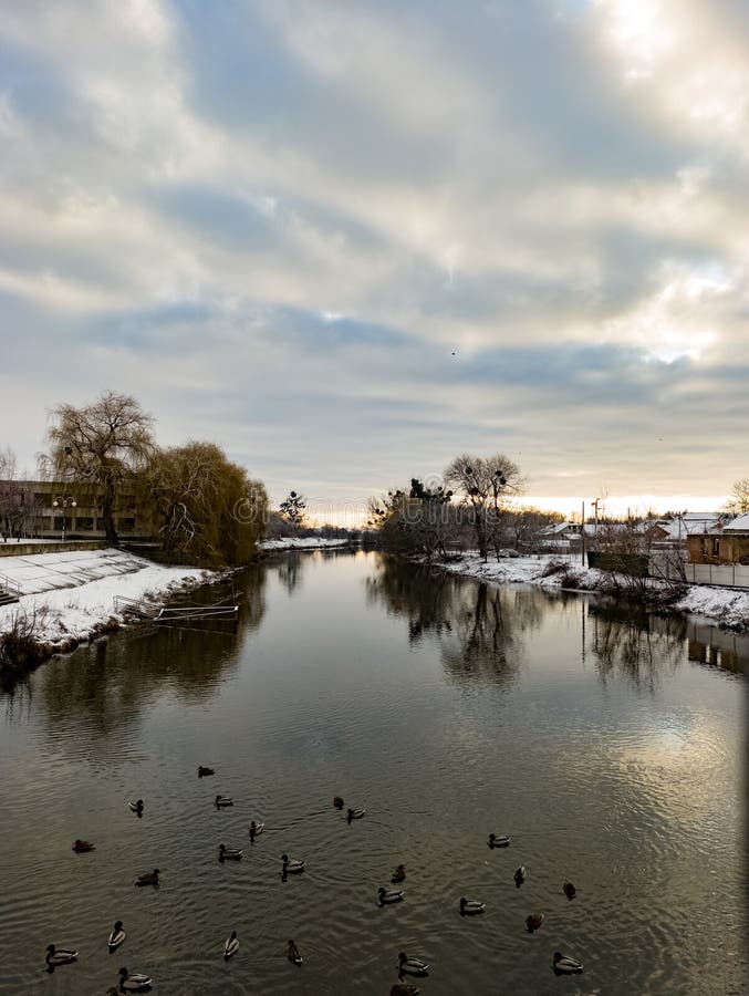Group Ducks Floating Top Body Water Stock Photos - Free & Royalty-Free ...