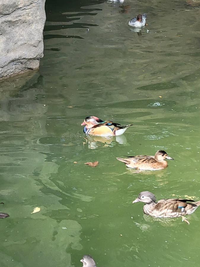 A group of ducks stock image. Image of wildlife, pond - 257462173
