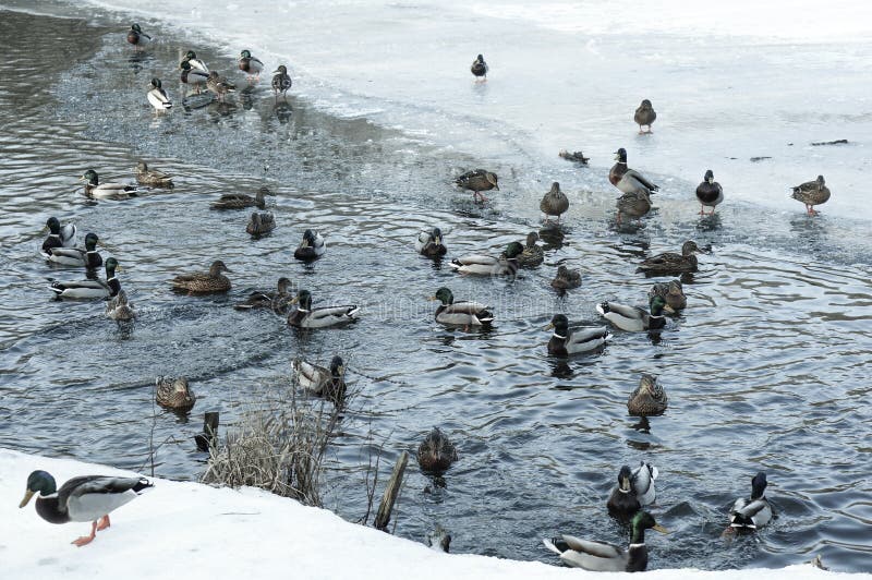 Group of ducks stock image. Image of white, bird, cold - 85019917