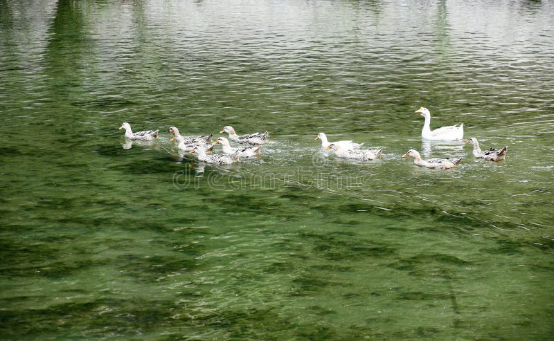 A Group of Ducks Playing in the Stream in Early Summer Stock Photo ...