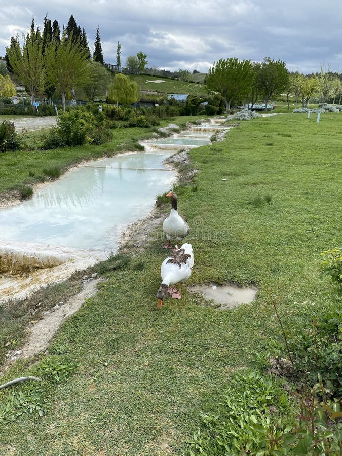 A Group of Ducks Relaxing in a Beautiful Park Stock Image - Image of ...