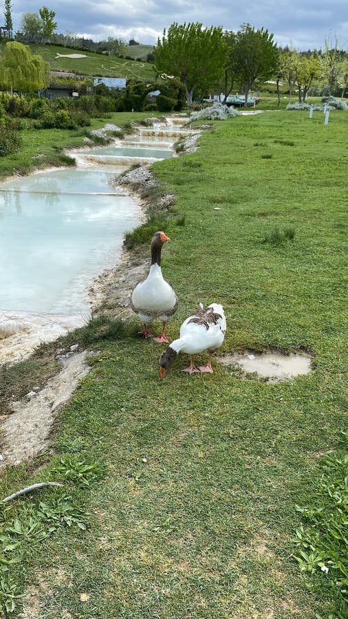A Group of Ducks Relaxing in a Beautiful Park Stock Image - Image of ...