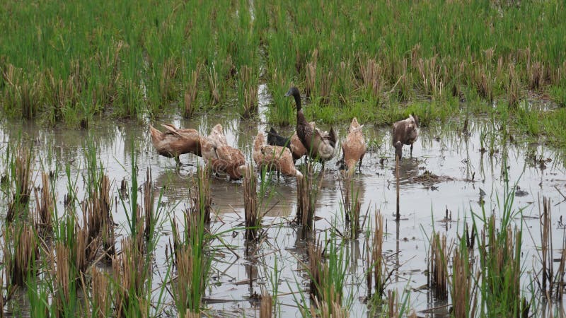 A Group of Ducks in a Rice Field, Looking for Food in a Puddle of Water ...