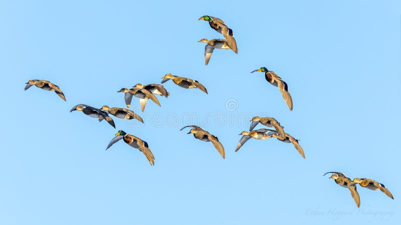 A Flock of Ducks Flying through a Blue Sky Sky Surface Stock Image ...