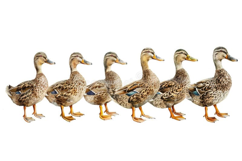 A Group of Ducks Standing Together. Perfect for Nature and Animal ...