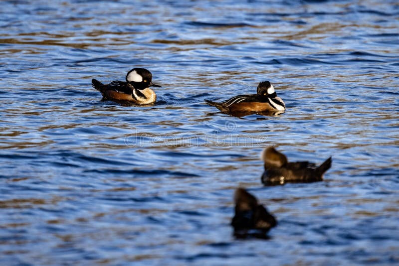 Group of Ducks Swimming in a Body of Water, Creating Ripples in Its ...