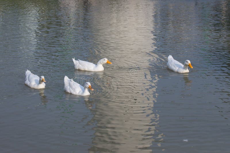 A group of ducks stock photo. Image of waterfowl, wildlife - 90881678