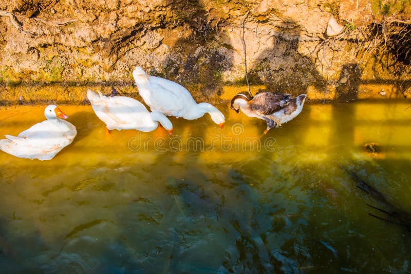 Many ducks in the coop stock photo. Image of outdoors - 263712046