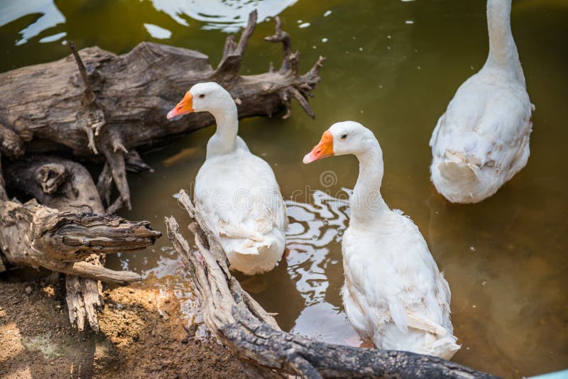 Many ducks in the coop stock image. Image of head, ducks - 263712071
