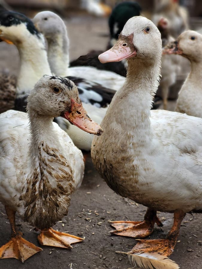 Group of Ducks in a Village Yard Stock Photo - Image of fowl, animal ...