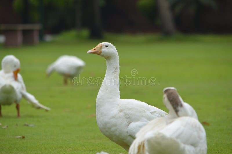 Group of Ducks Walking in a Line Family Nature at Best Stock Image ...