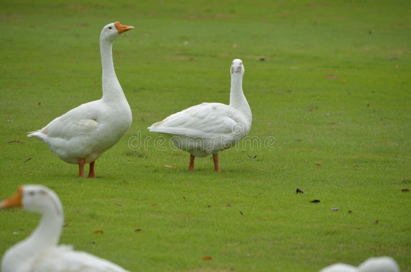 Group of Ducks Walking in a Line Family Nature at Best Stock Image ...