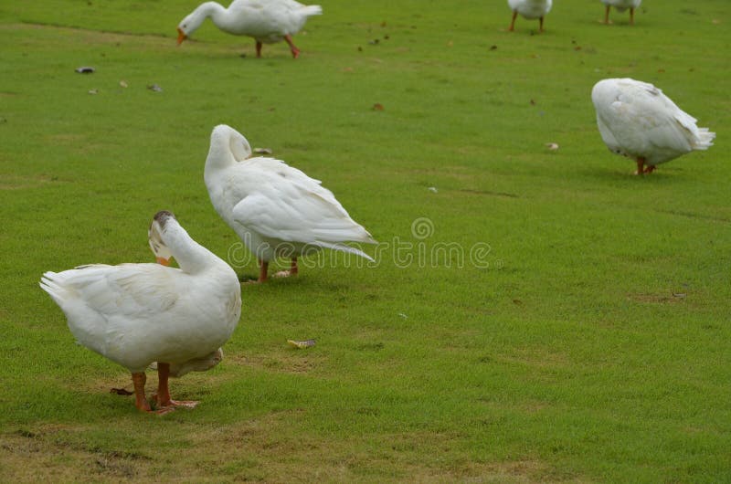 Group of Ducks Walking in a Line Family Nature at Best Stock Image ...