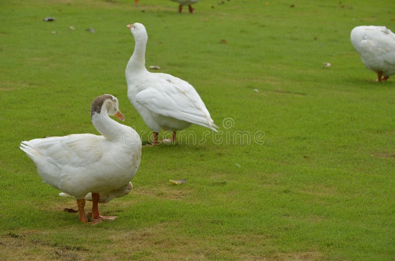 Group of Ducks Walking in a Line Family Nature at Best Stock Photo ...