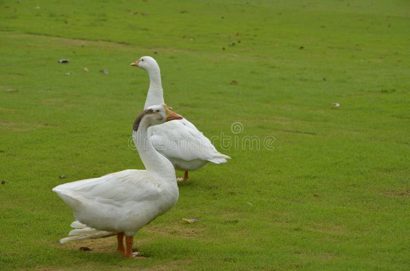 Group of Ducks Walking in a Line Family Nature at Best Stock Photo ...