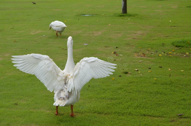 Group of Ducks Walking in a Line Family Nature at Best Stock Image ...