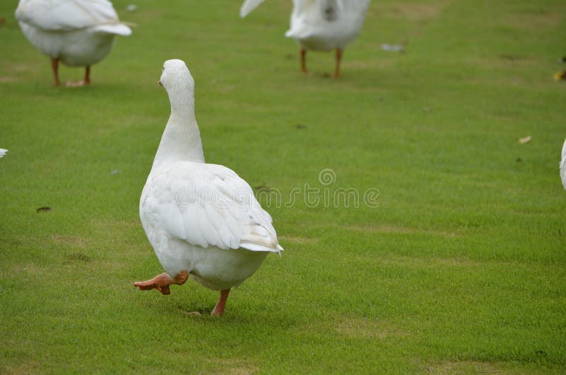 Group of Ducks Walking in a Line Family Nature at Best Stock Image ...