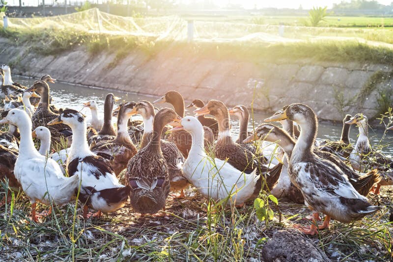 Group of Ducks Walking at Sundown Stock Image - Image of waterbird ...