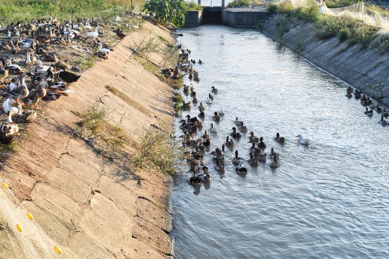 Group of Ducks Walking at Sundown Stock Photo - Image of reflection ...