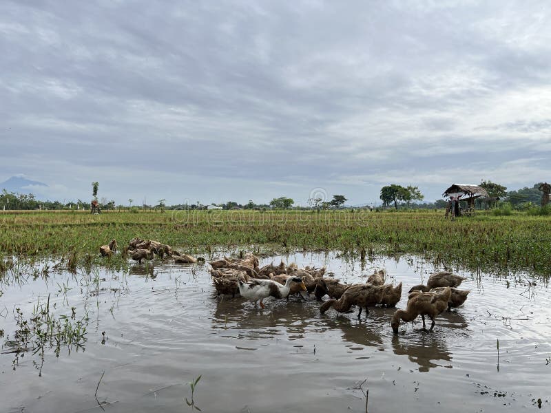 Group of Ducks in the Wet Rice Field. Stock Image - Image of farming ...