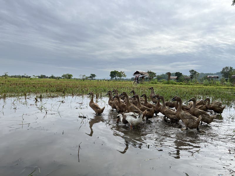 Group of Ducks in the Wet Rice Field. Stock Image - Image of group ...