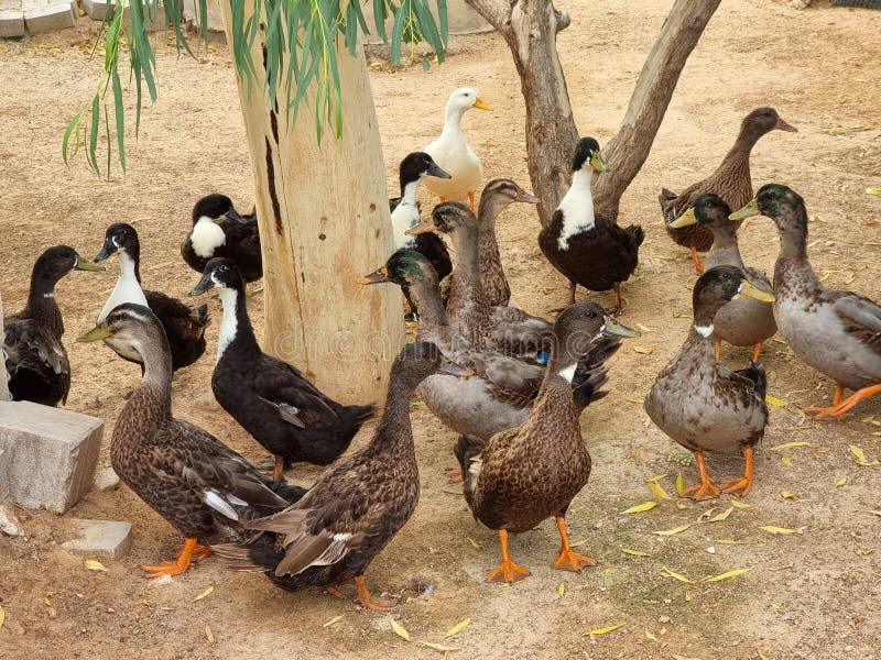 Group of Ducks in a Zoo at Abu Dhabi, UAE. Stock Image - Image of ...