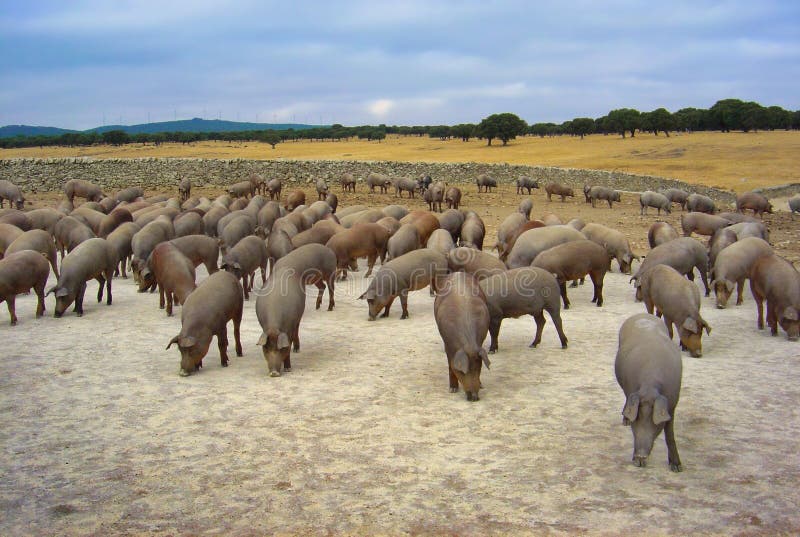 Group of Duroc Pigs in the Wilderness Stock Image - Image of mountain ...