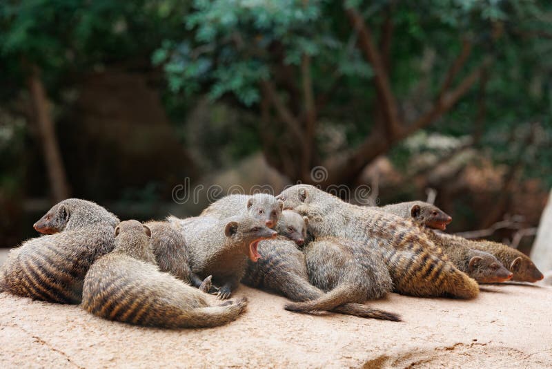 Group of Dwarf Mongoose Snoozing All Together Stock Photo - Image of ...