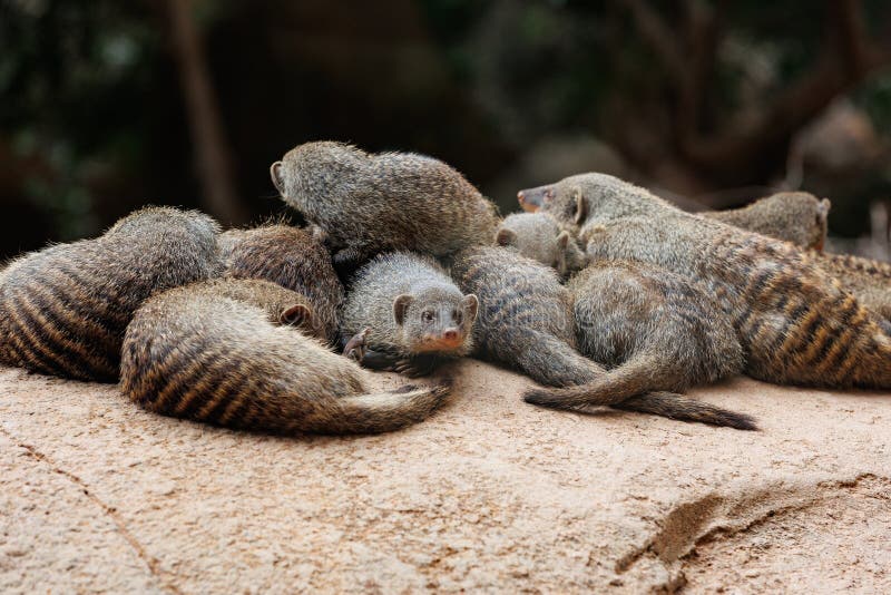 Group of Dwarf Mongoose Snoozing All Together Stock Photo - Image of ...