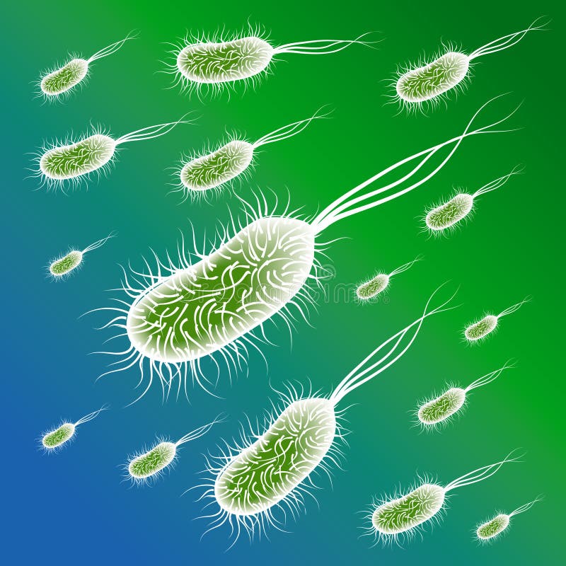 E Coli Bacteria Isolated on White Background Stock Vector ...