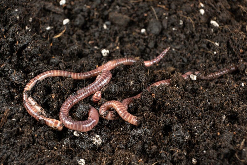 Group of Earthworms Crawling on Moist Soil Stock Image - Image of ...