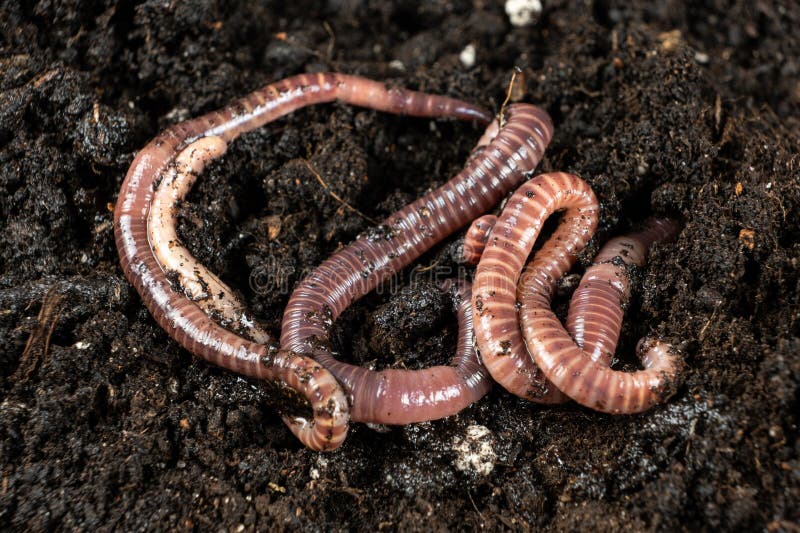 Group of Earthworms Crawling on Moist Soil Stock Image - Image of ...