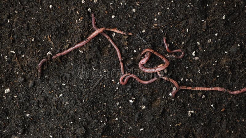 Group of Earthworms Crawling on Moist Soil Stock Footage - Video of ...