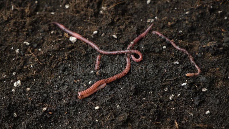Group of Earthworms Crawling on Moist Soil Stock Video - Video of ...