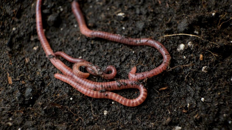 Group of Earthworms Crawling on Moist Soil Stock Video - Video of ...