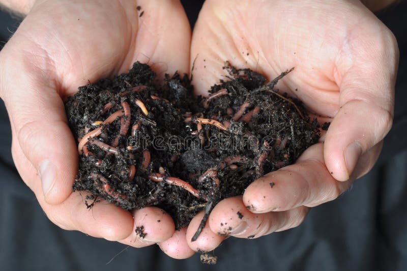 Group of earthworms stock photo. Image of macro, biodegradation - 30553894